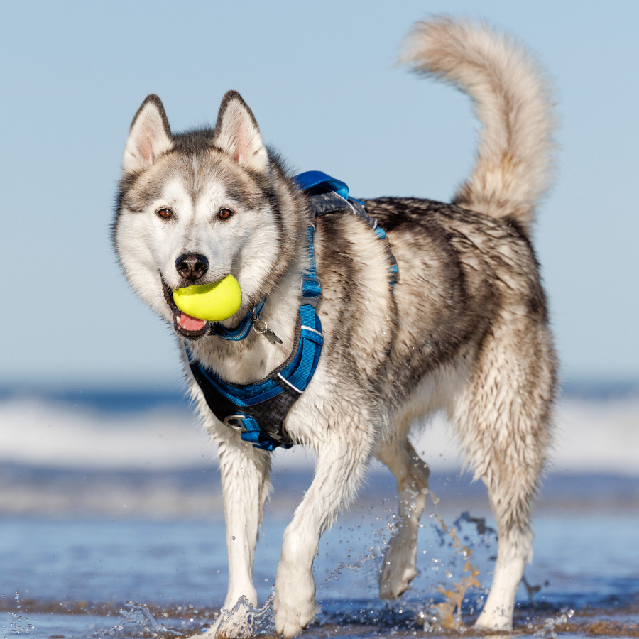 How to Choose the Right Dog Harness for Every Adventure – Kurgo