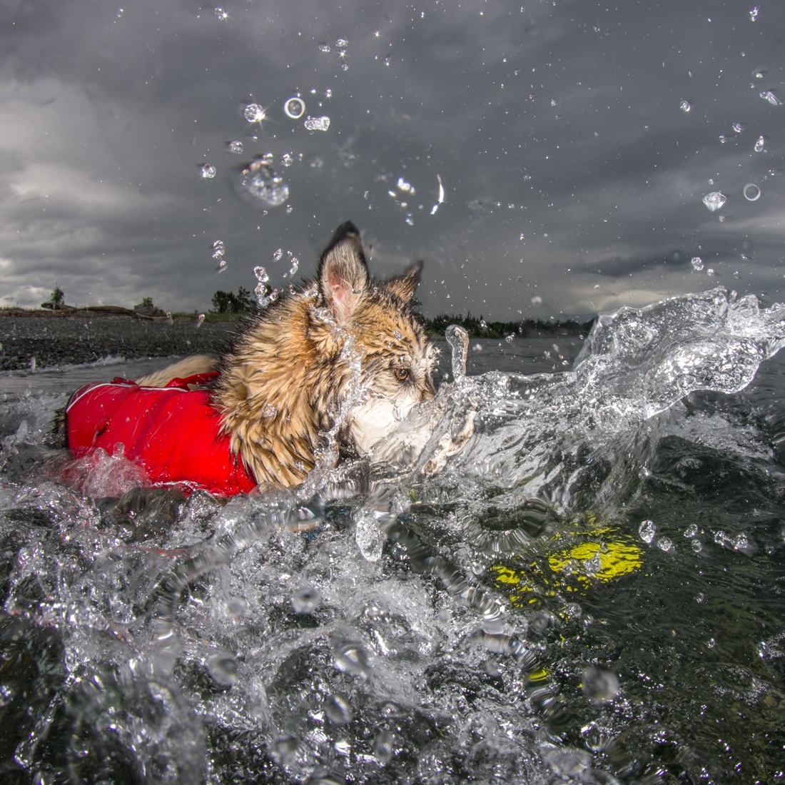 Skipping Stones Floating Fetch Dog Toy | Kurgo® – Kurgo AU
